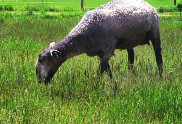 BluefacedLeicester – Birchgrove Farms