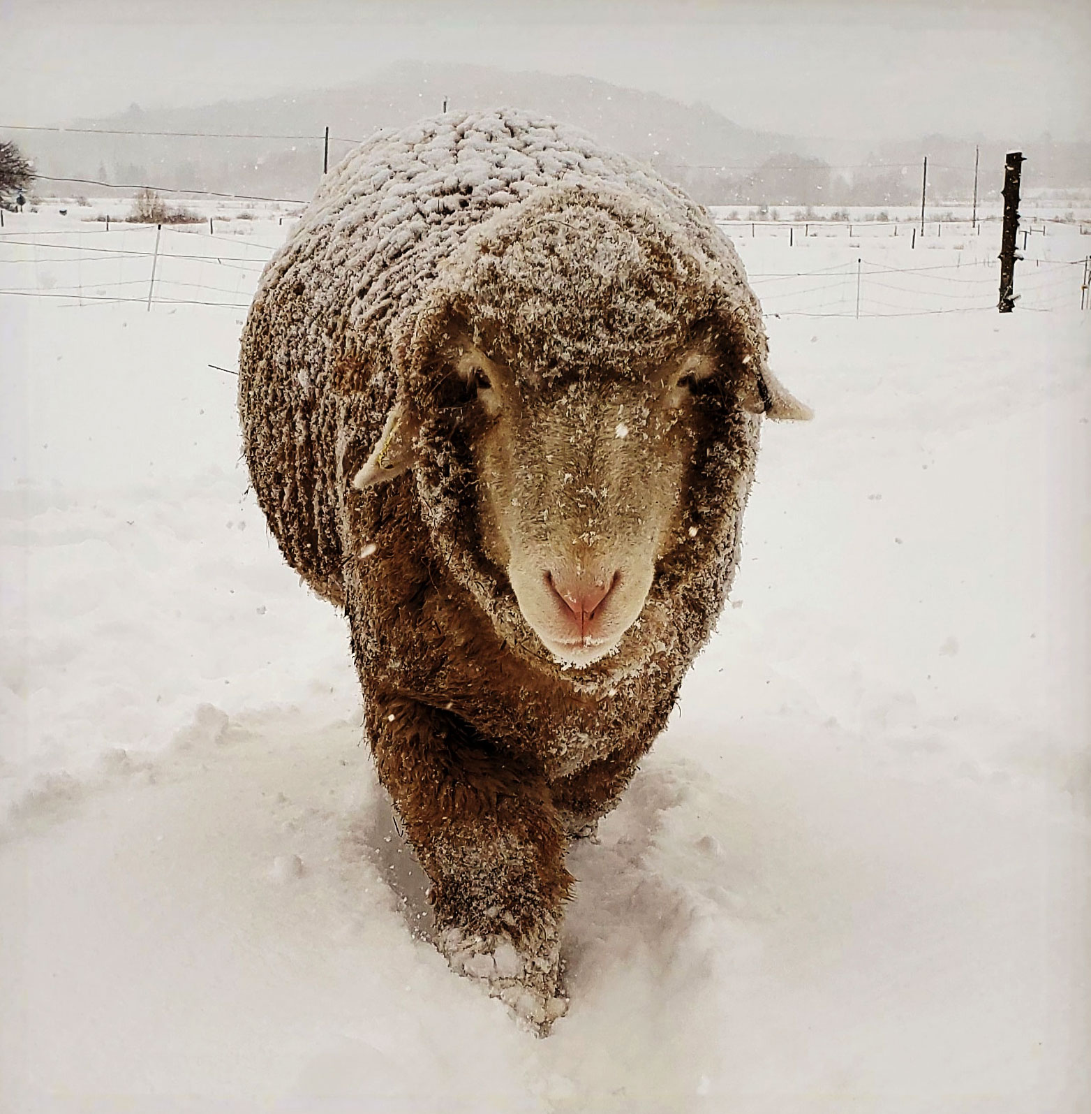 Rambouillet – Birchgrove Farms