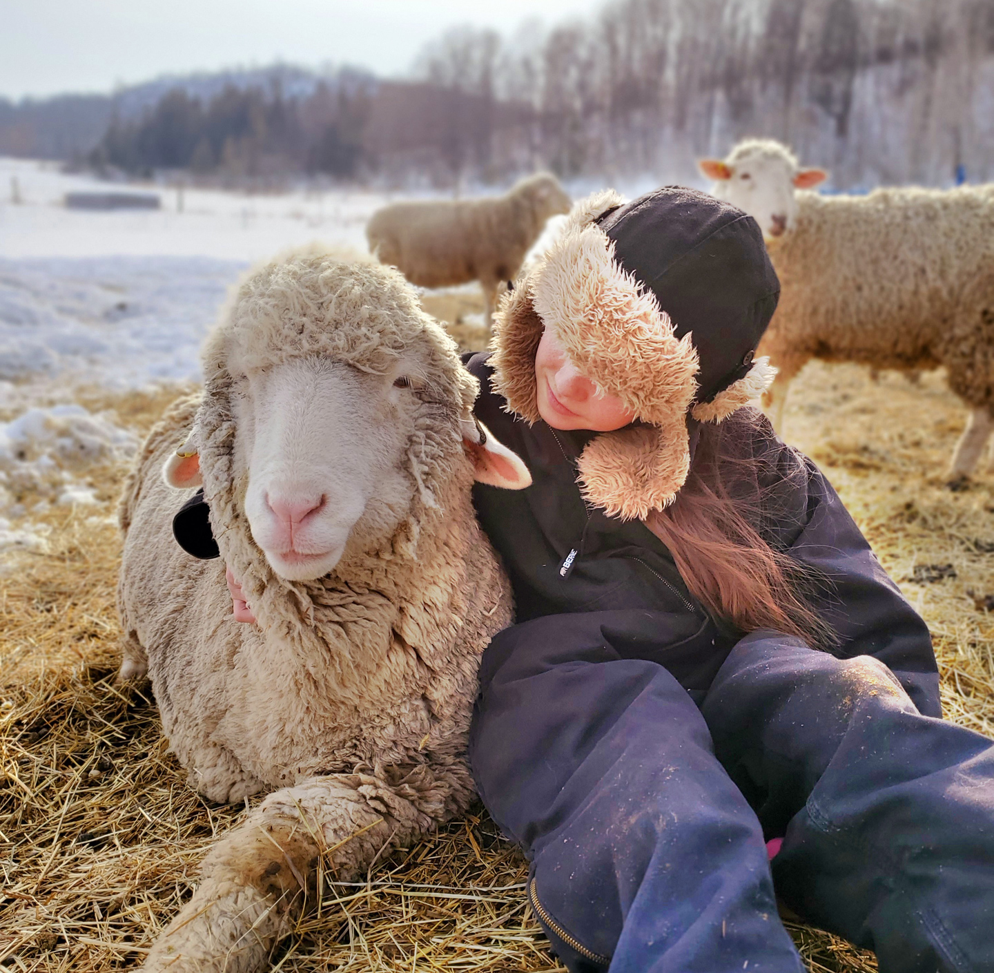 Rambouillet – Birchgrove Farms